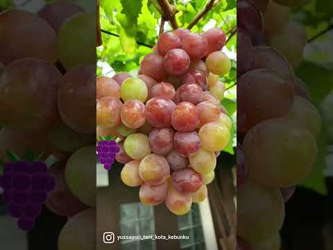 anggur everest - YouTube