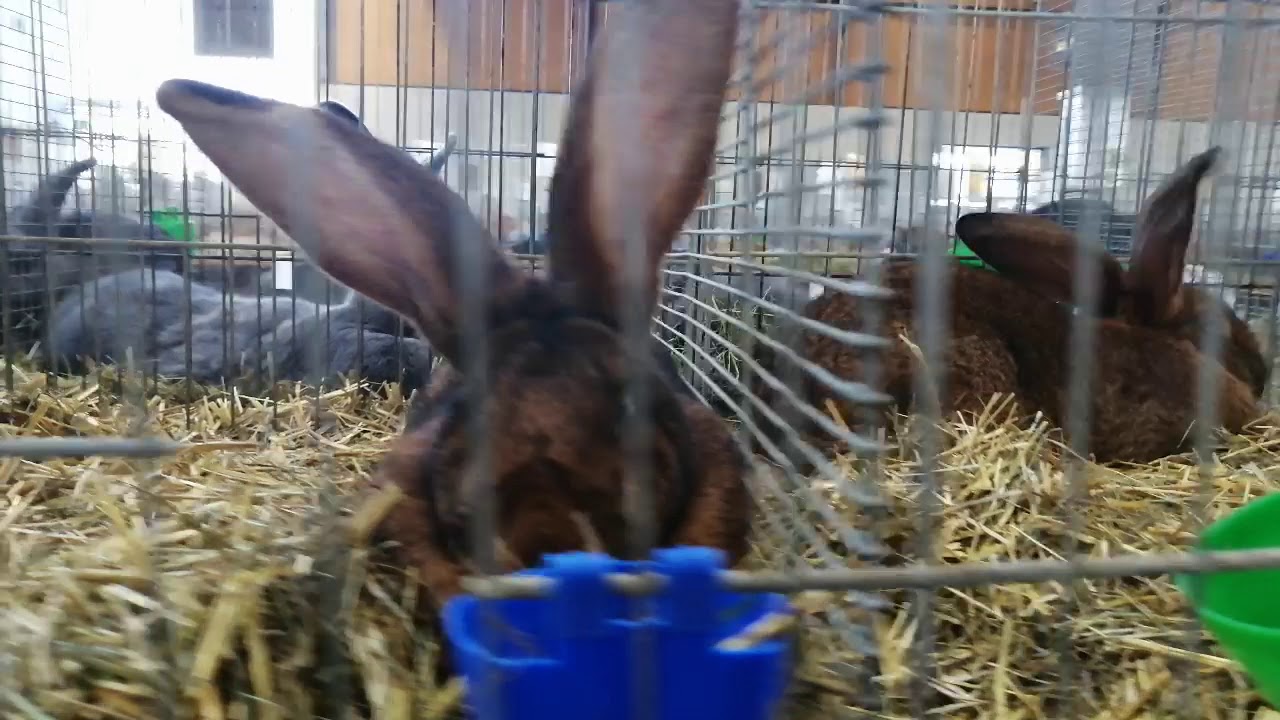 Deutsche Riesen Hasenfarbig auf der 34. Bundeskaninchenschau 2019 in ...