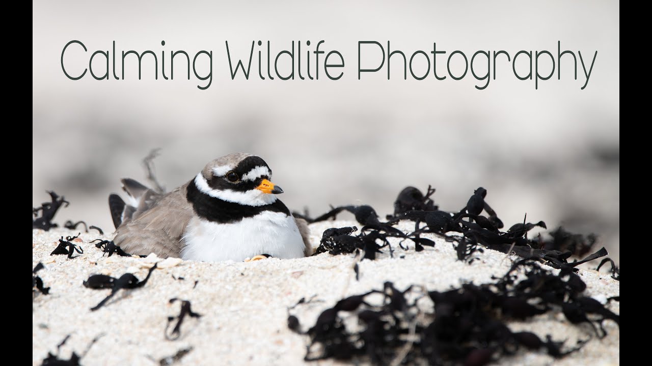 Calming Wildlife Photography on The Isle of Mull - YouTube