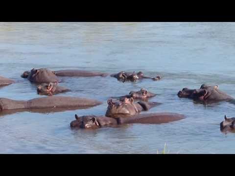 The hippo noise.