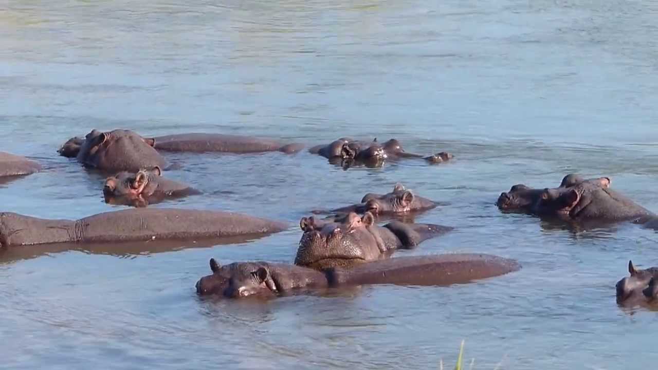 The hippo noise. - YouTube