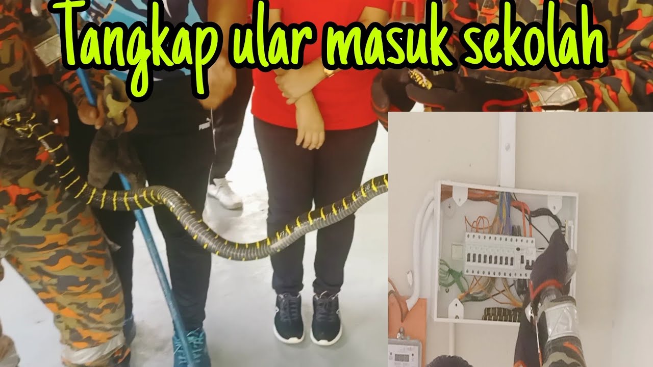 Bomba tangkap ular ketam belang masuk sekolah. - YouTube