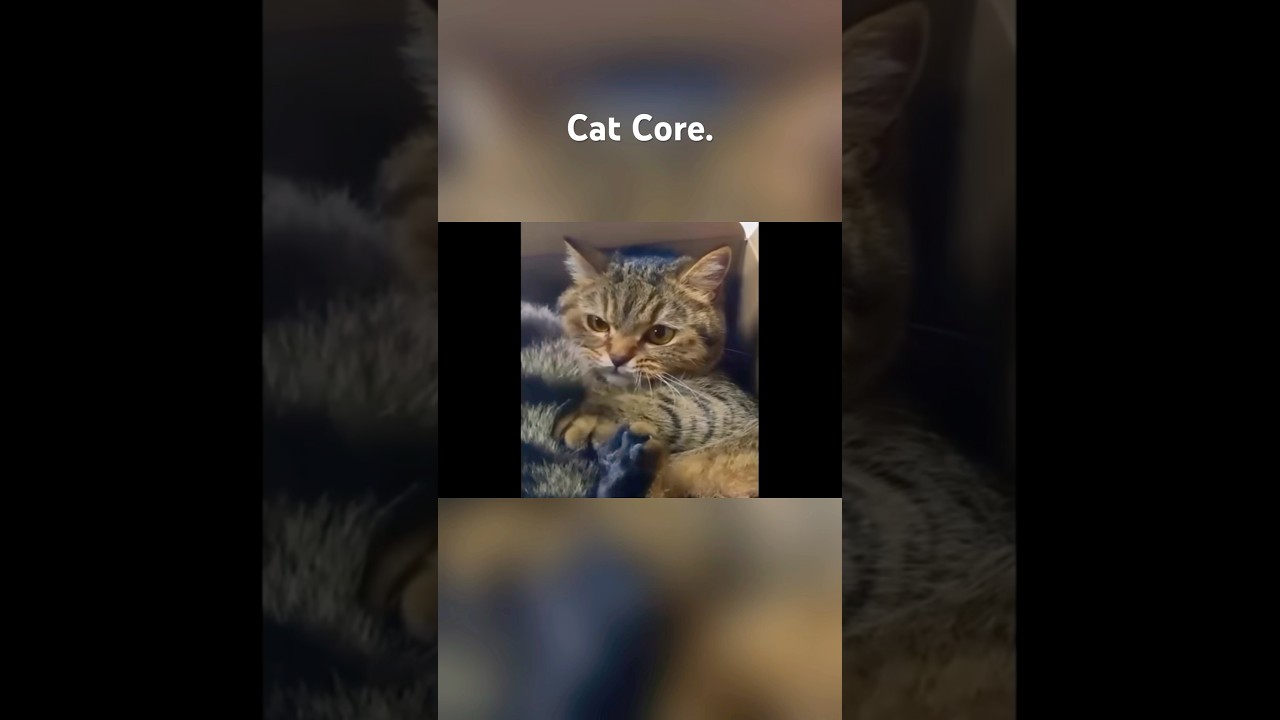 Cat Core. - YouTube