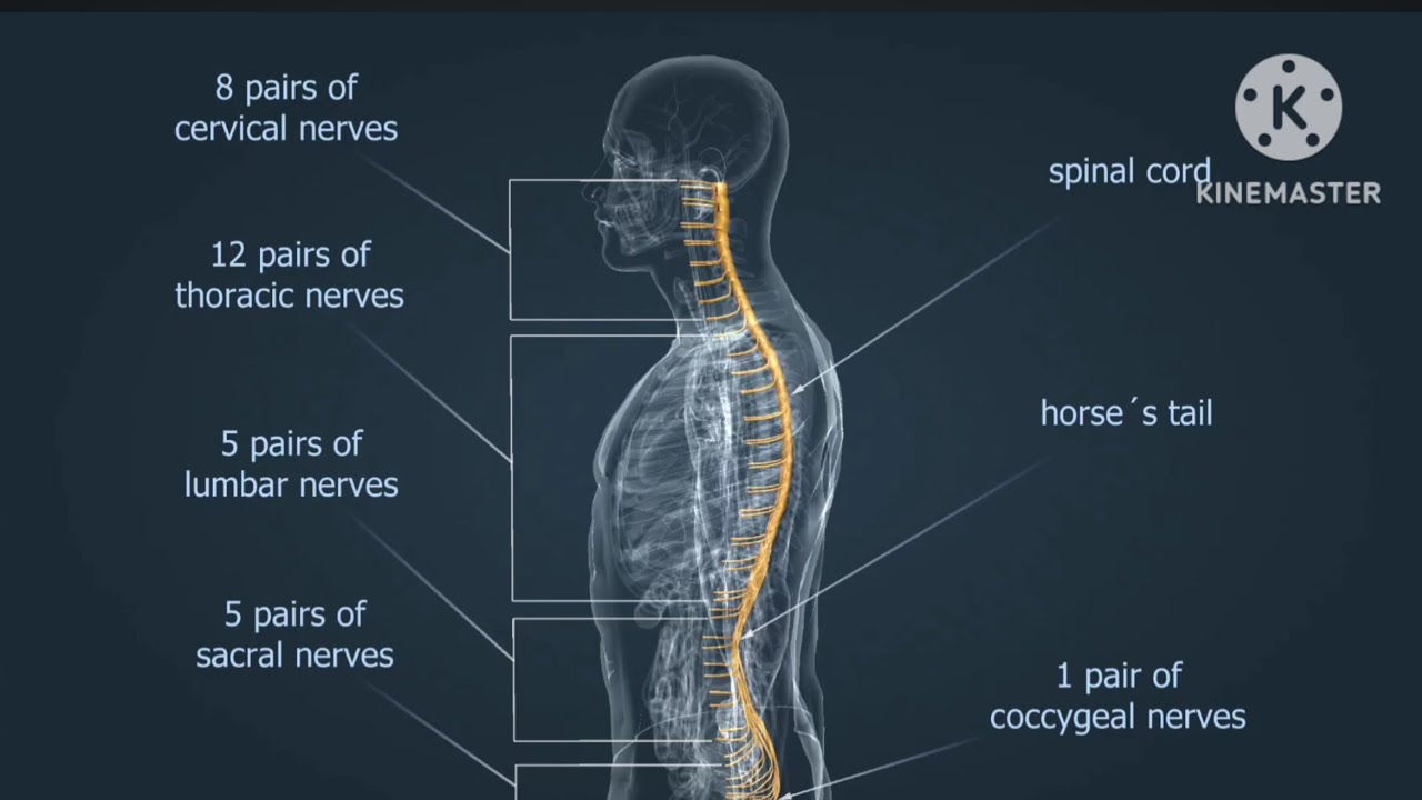 spinal cord | spinal cord animation | spinal cord physiology | spinal ...