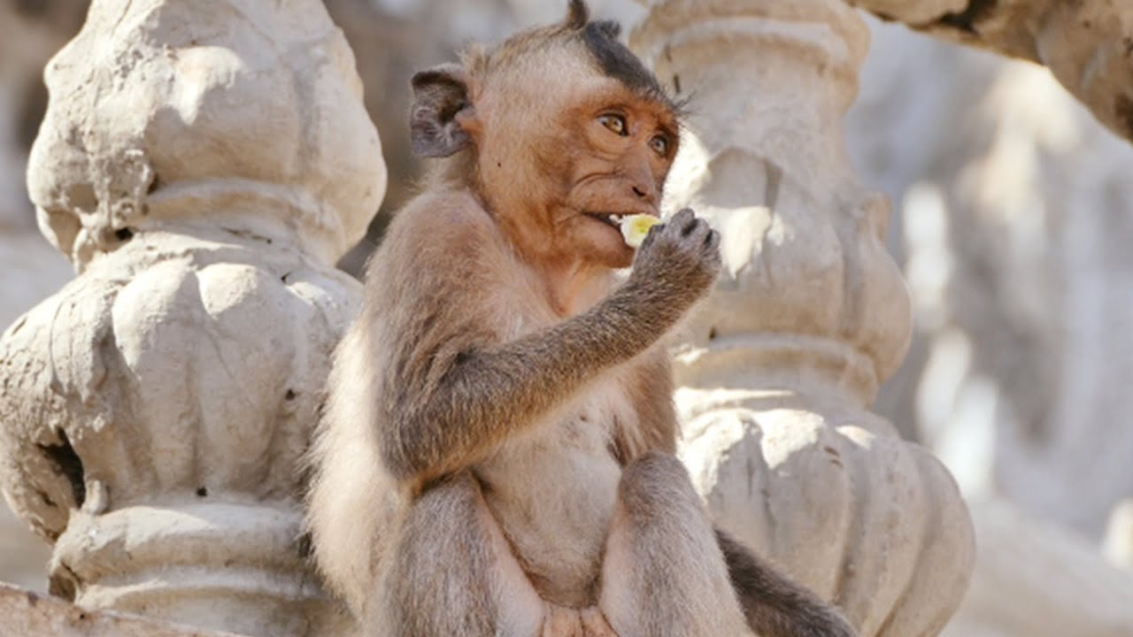 Little Monkey Martin Will Lead A Good Life Right When His Beloved ...