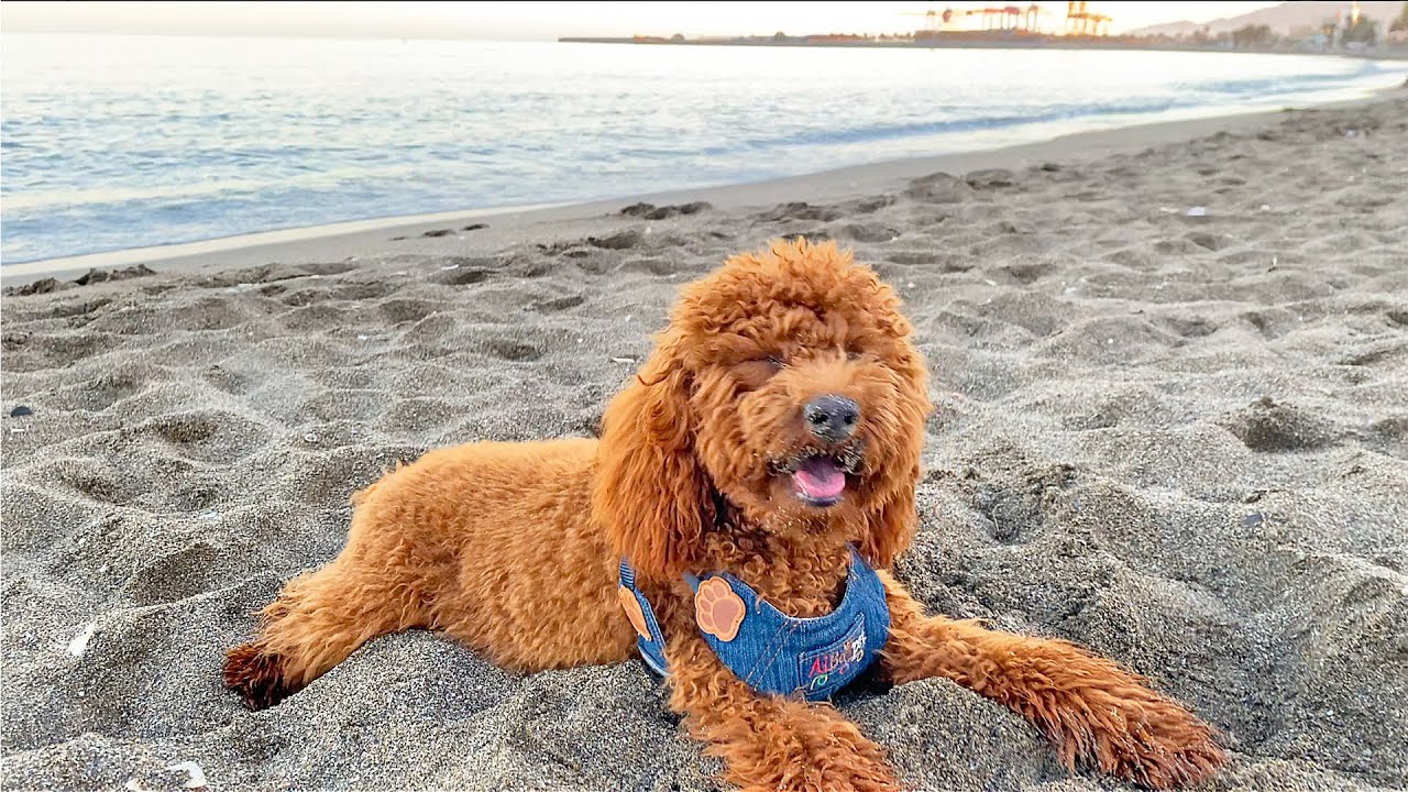 Happy Puppy Toy Poodle | Charlie Toy - YouTube