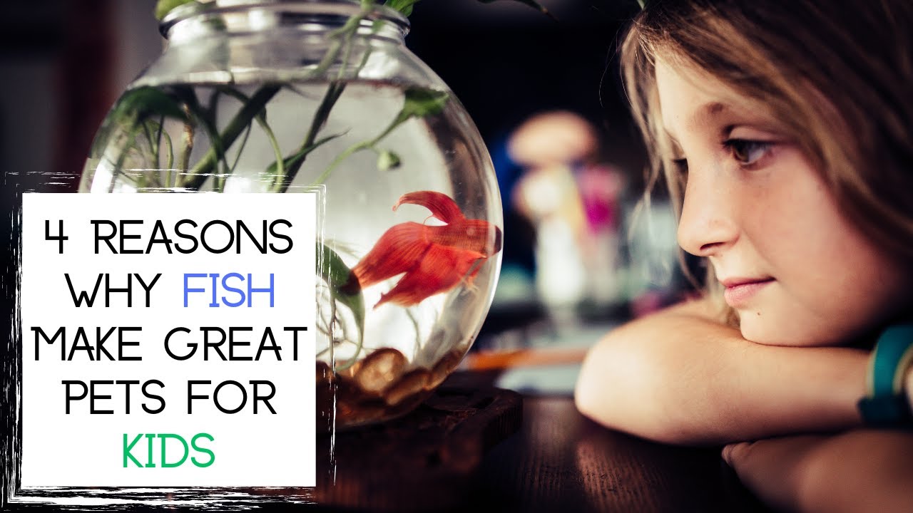 4 Reasons Why FISH Make Great PETS for KIDS - YouTube