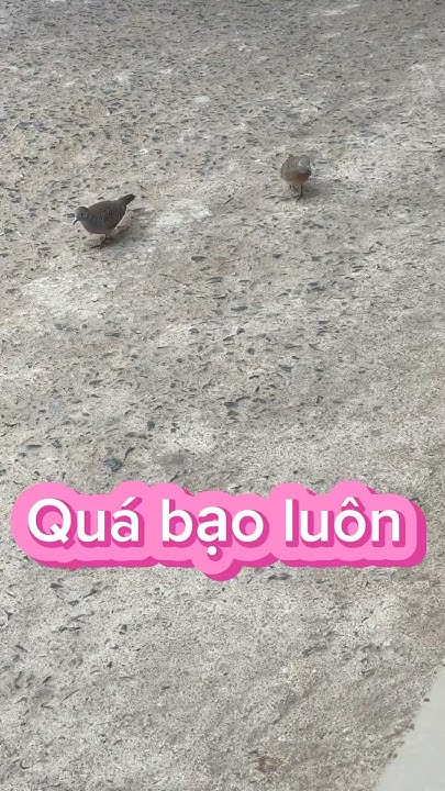 Chim j mà bạo vậy nhỉ,tự nhiên như không có người vậy - YouTube