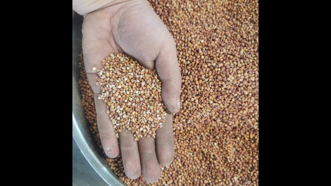 Sorghum processing machine - YouTube