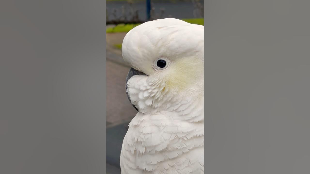 Fall in LOVE with the Vibrant World of Australian Cockatoos! 💖 #parrot - YouTube