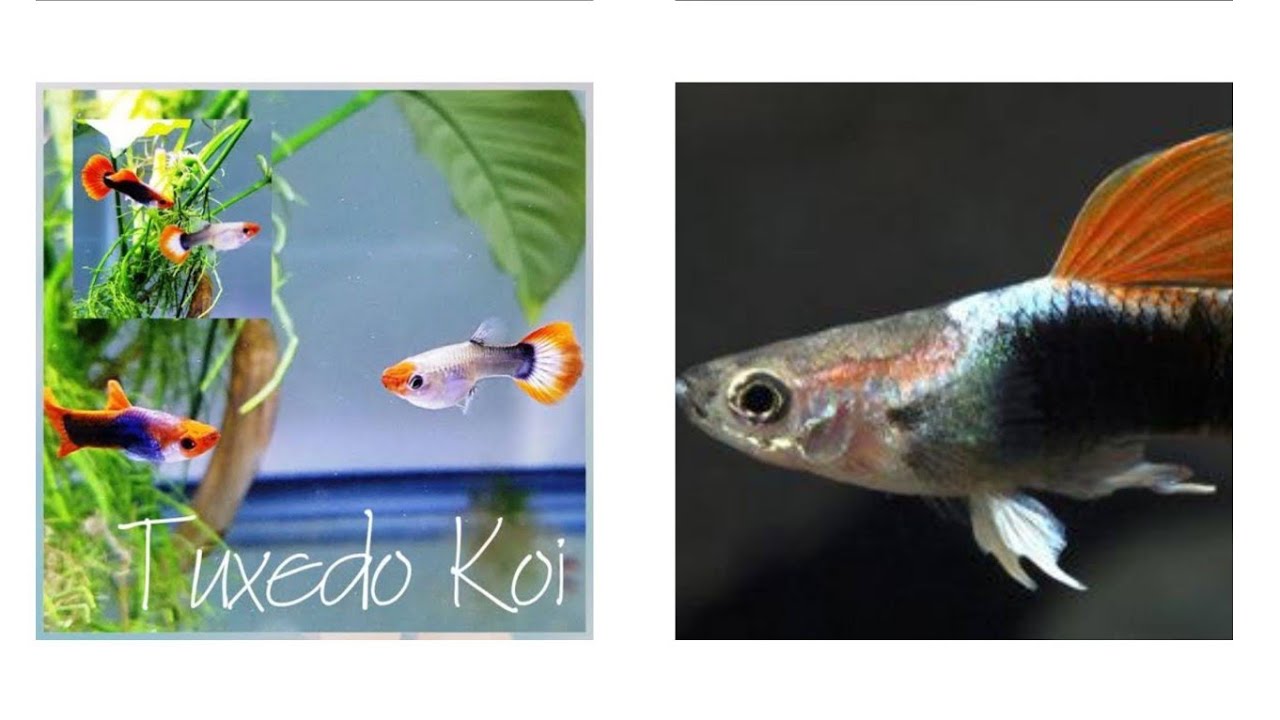 Types of Tuxedo Guppies | Guppy | Tuxedo - YouTube
