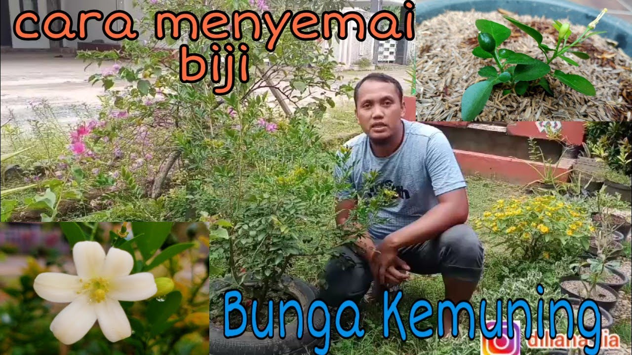 Cara Memperbanyak / Mengembang biakan Bunga Kemuning Dengan Cepat - YouTube
