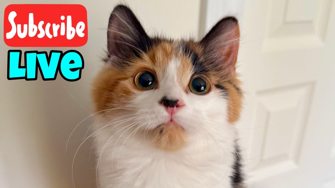 TGIF - Friday Fluff - Live Stream - YouTube