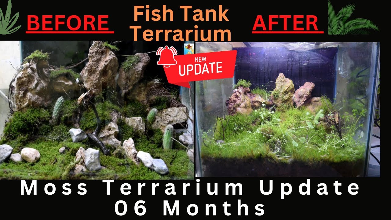 Moss Terrarium Update | Fish Tank Terrarium | #mossterrariumupdate # ...