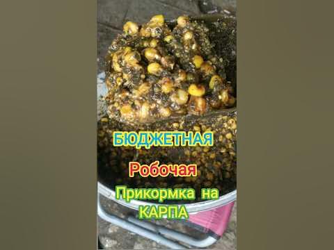 Прикормка на карпа, без поклёвки не уезжаю! #fishing #рыбалка # ...