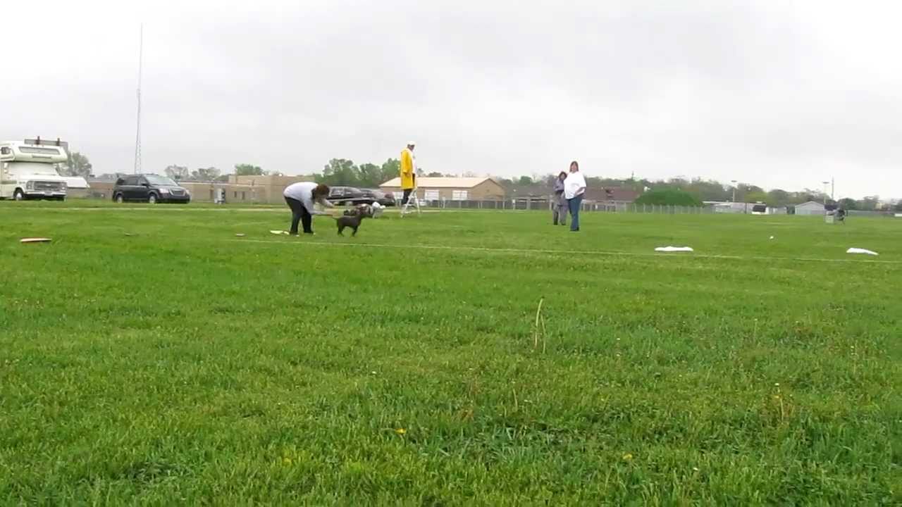 AHT lure coursing Centreville, MI United Greyhound Club - YouTube