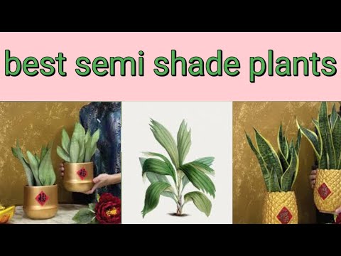 best semi shade plants | semi shade plants | garden trends #gardening # ...