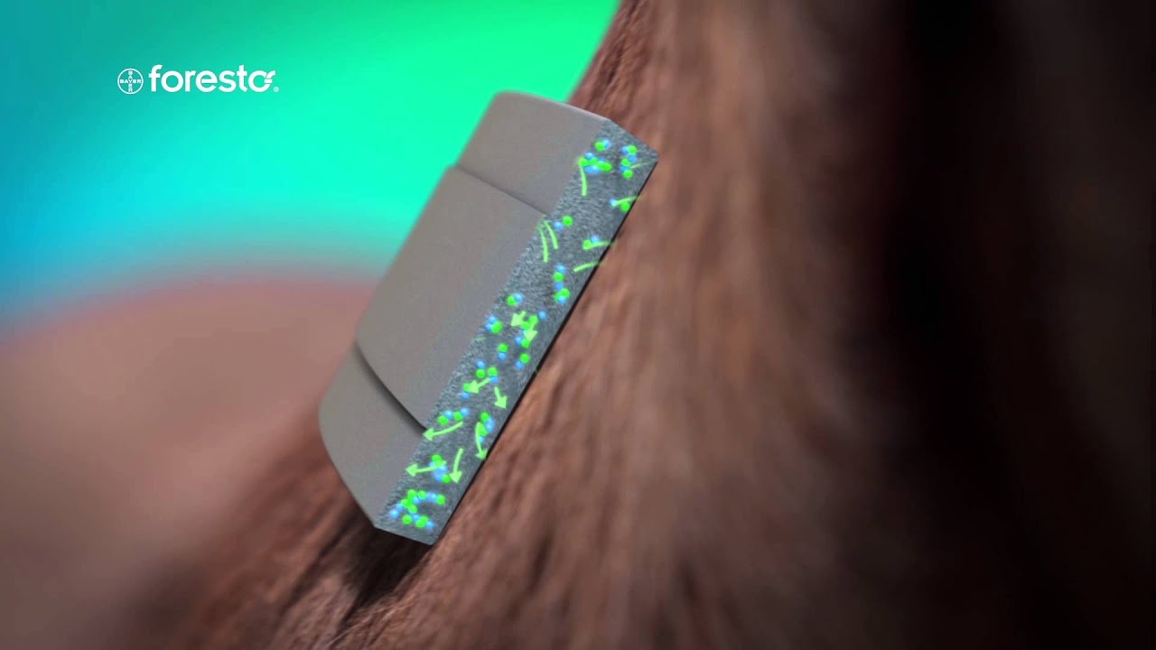 Foresto Spot TV - YouTube