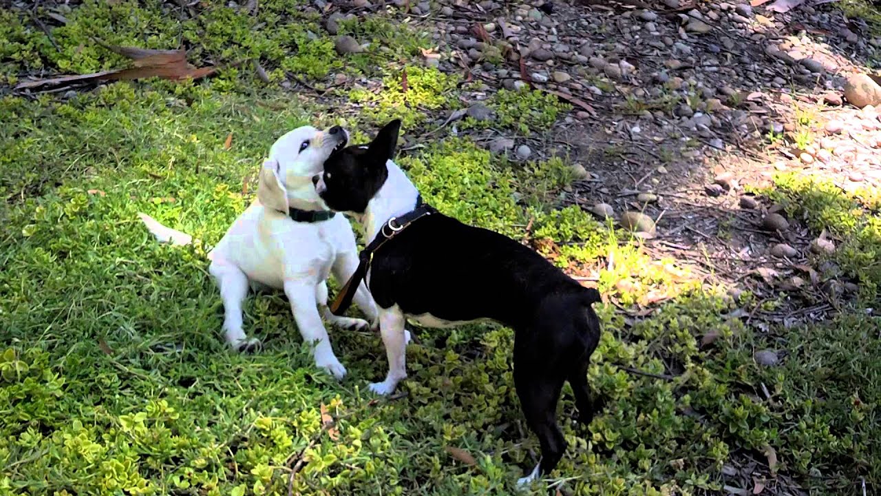 Boston terrier and yellow lab puppy playing - YouTube
