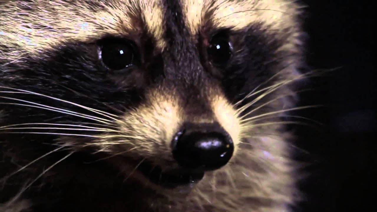 Les ratons voleurs | Bande-annonce - YouTube