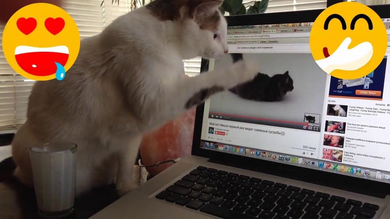 Funny Videos Catception - YouTube