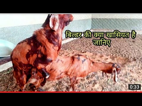 #Sirohi male me powerful kid.s / crossing #meeting with sirohi female