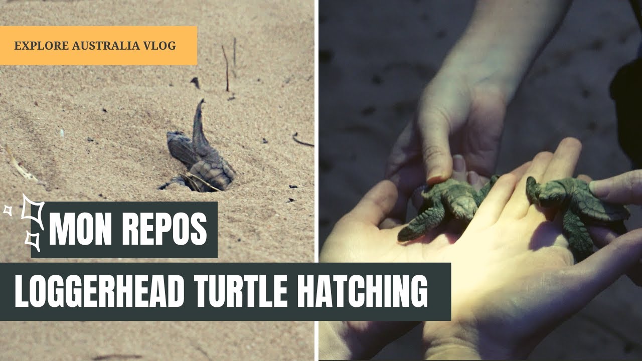 Mon Repos Turtle Centre Turtle Hatching - Fulfilling a Bucket-list Item ...