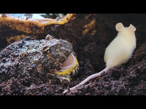 Crazy Frog Devours A Large Mouse! - YouTube