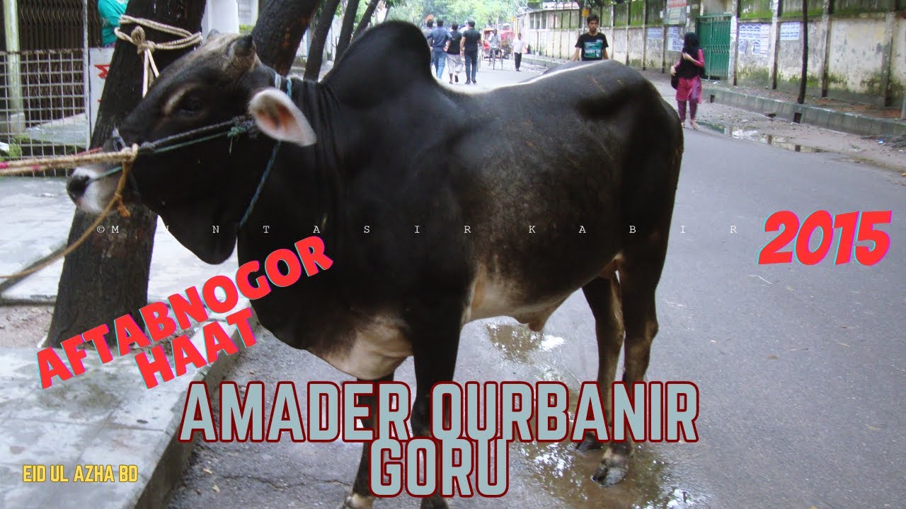 Amader Qurbani Goru- Eid ul Azha -2015- From Aftabnogor Gorur Haat ...