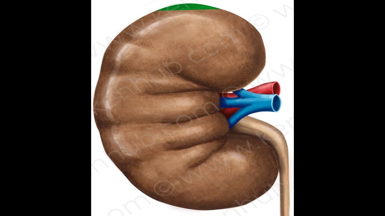 TECNICAS DE EXPLORACION RENAL - YouTube