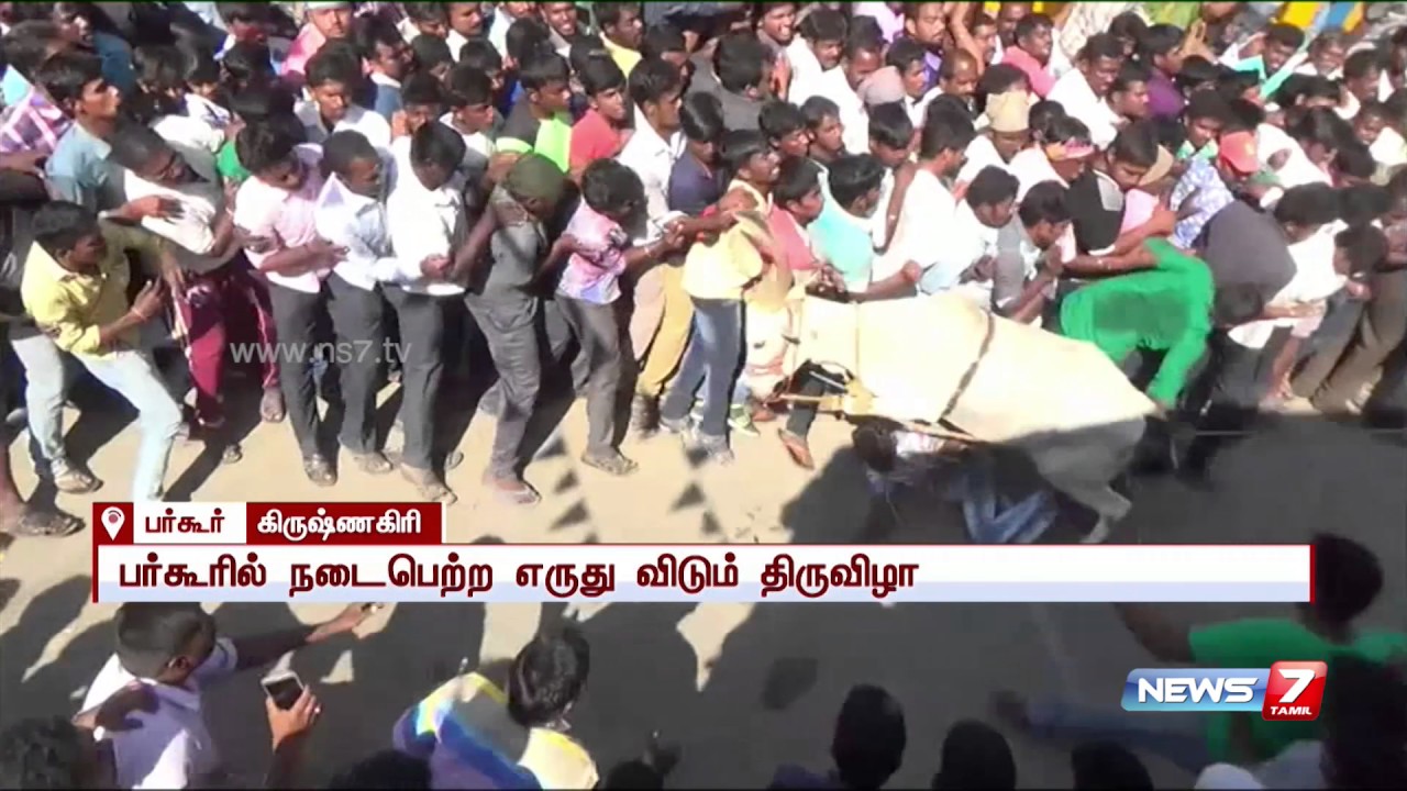 2 spectators gored to death in 'Eruthu Ottam' conducted in Krishnagiri ...
