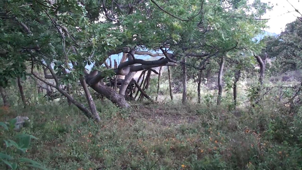 El sonido de una zorra o zorro Mexicano. Mexican Fox sound - YouTube