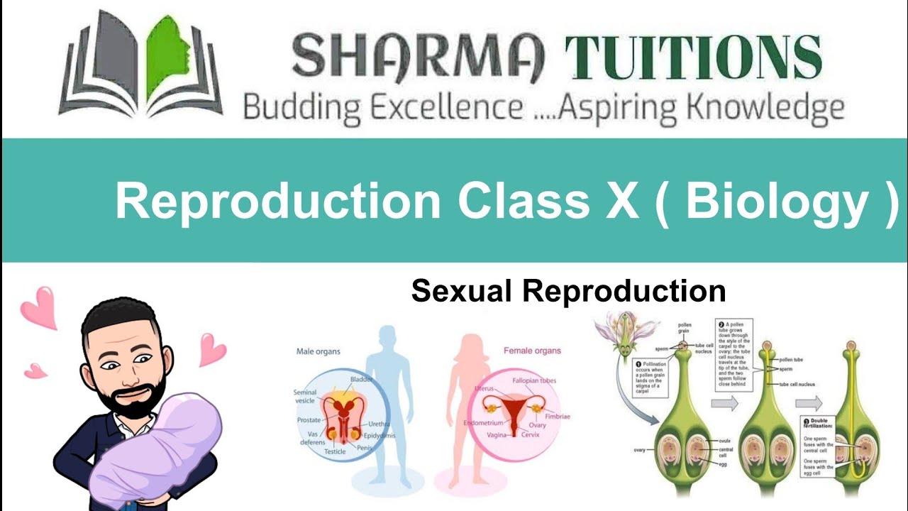 How do organisms reproduce ?Class 10 (Biologyy)Part 3 - Sexual ...