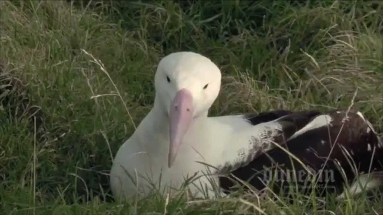 Royal Albatross Centre, Dunedin - YouTube