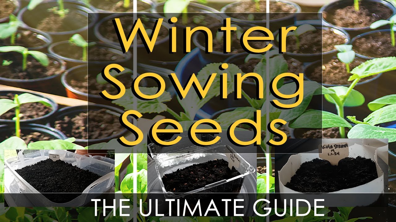 Winter Sowing - The Only Video You'll Need - 3 Methods & Native Seeds - YouTube