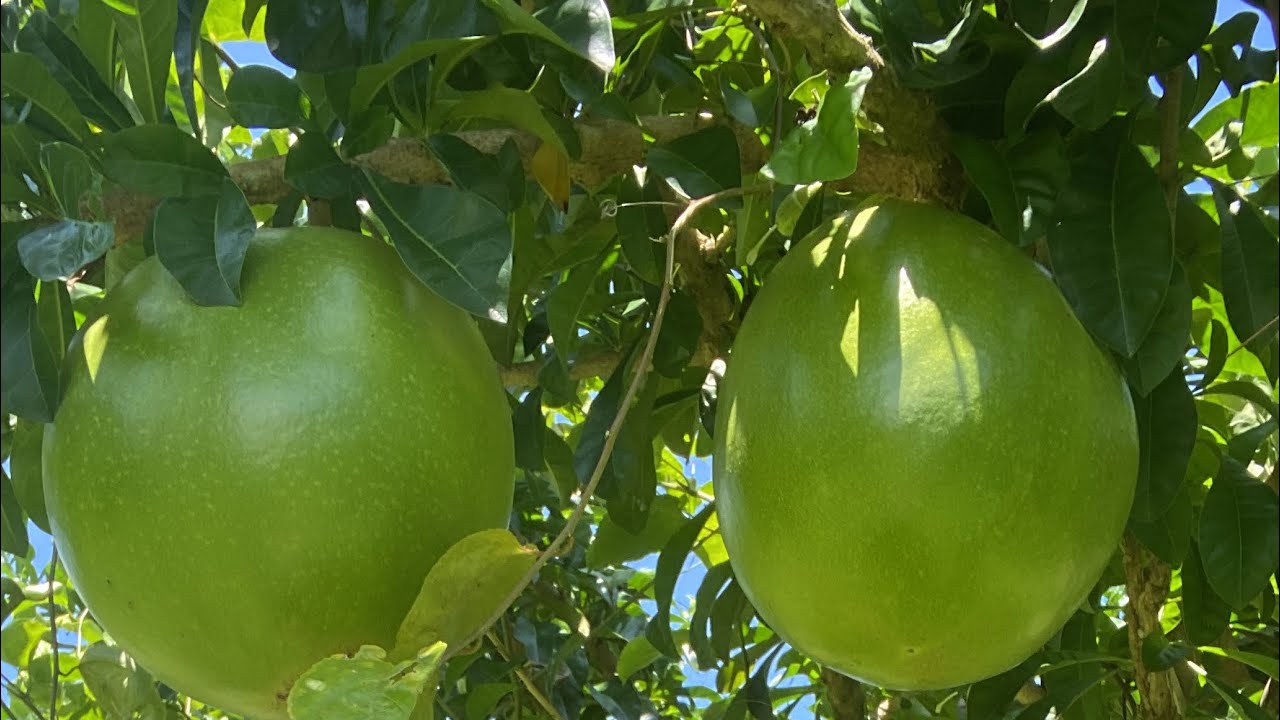 Miracle fruit tree - YouTube