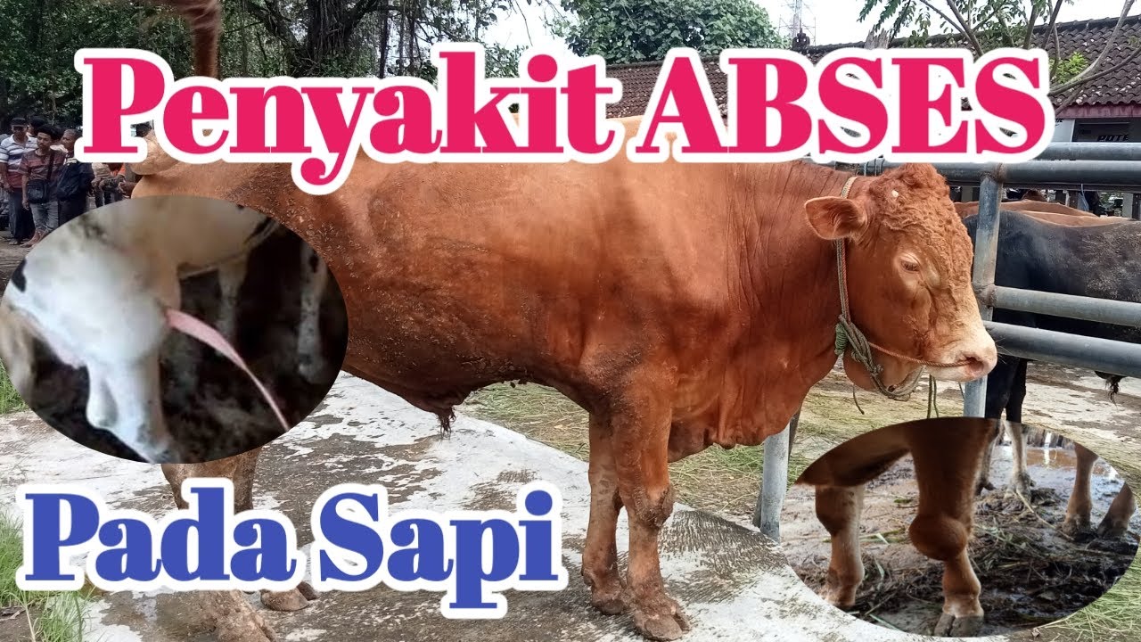 Penyakit langka ABSES pada sapi part 1 #sapiattahalilintar #setiafarm # ...