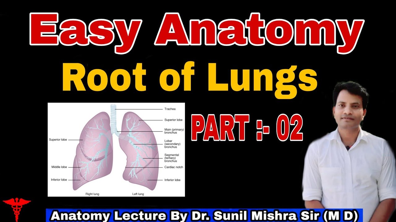 Root of lung, # lungs part-02 - YouTube