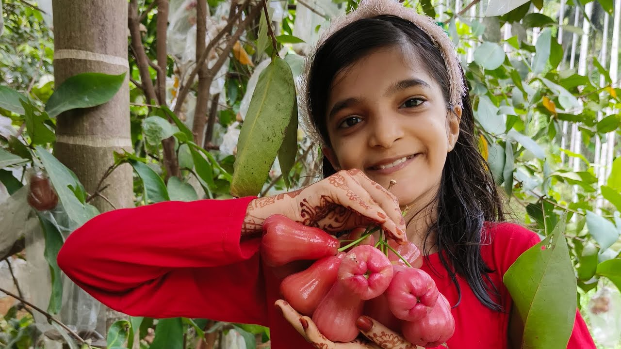 Chamba fruit || Protection of Chamba fruit in our garden || Malayalam ...