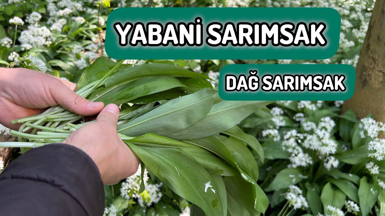 MUCİZEVİ BİTKİ 🌱YABANİ SARIMSAK TOPLADIK 👌DAĞ SARIMSAK NASIL ...