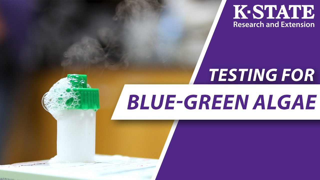How YOU can test for blue-green algae! | K-State Research and Extension ...