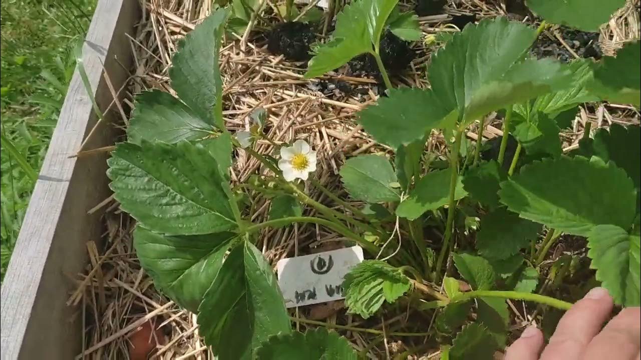09.06.24, Аня земляника, 2-летний куст, Можайск/Подмосковье - YouTube