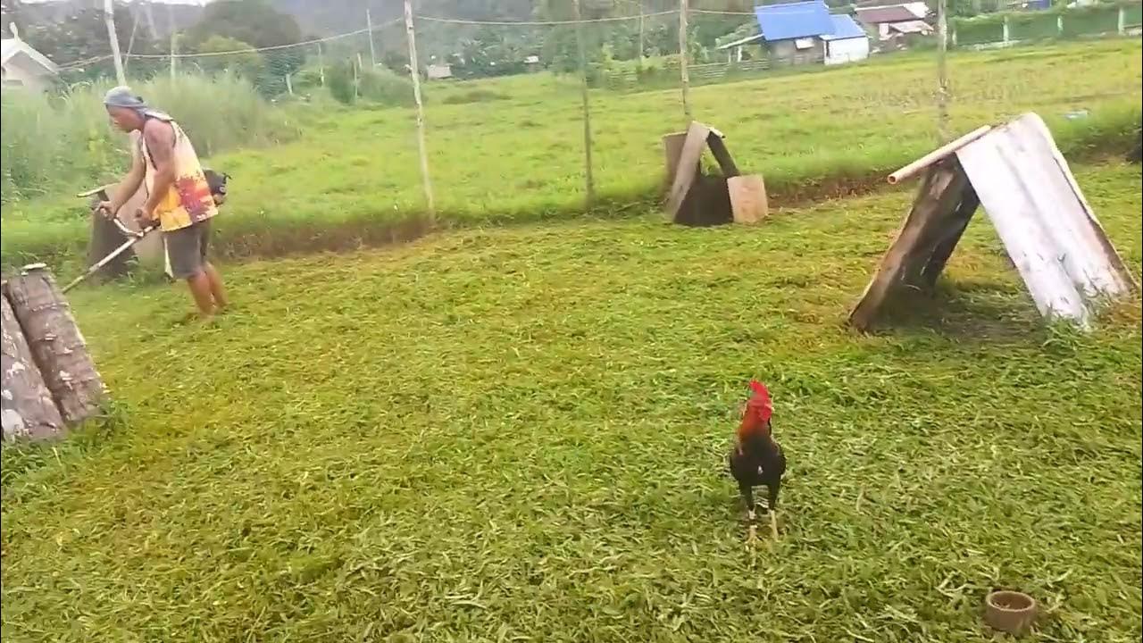 tabas muna tayo ng damo sa mini farm natin bka sa sunod modako ra ini...#mt. banahaw line - YouTube