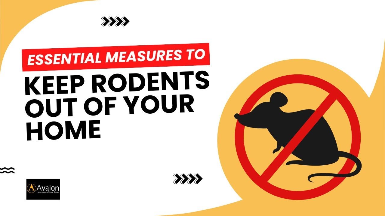 Essential Measures to Keep Rodents Out of Your Home - YouTube