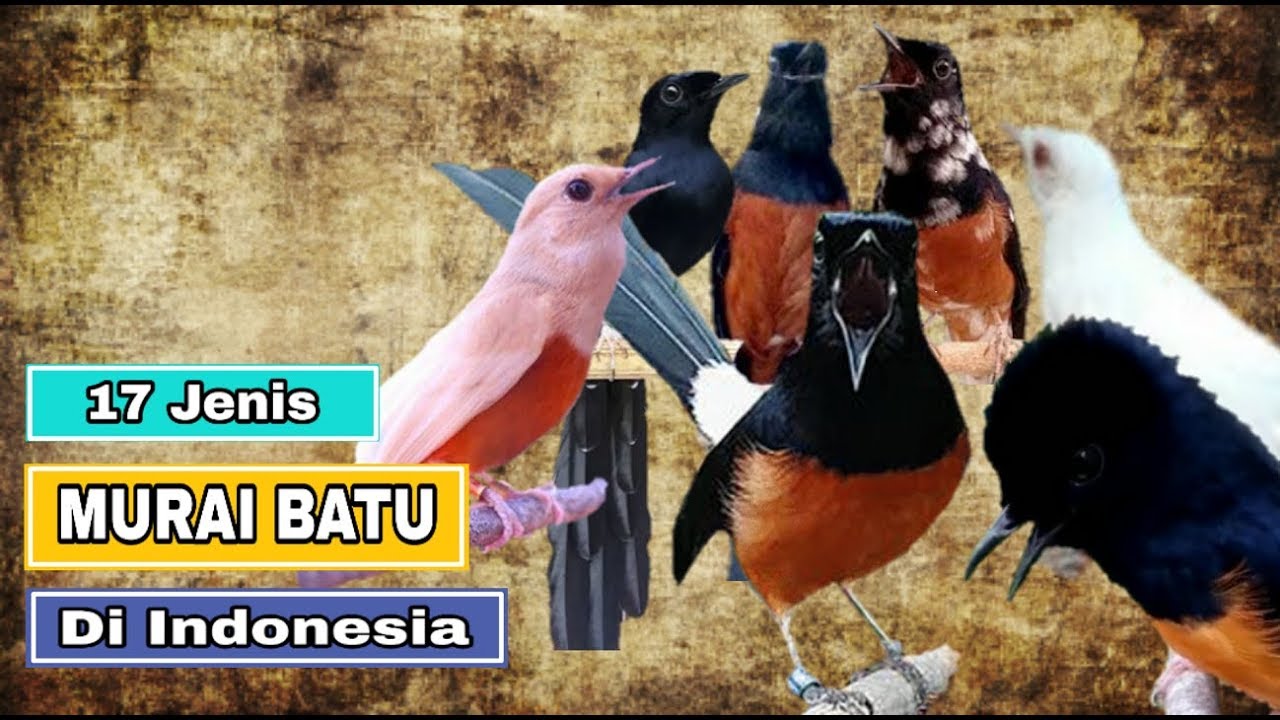 17 Jenis Murai Batu di Indonesia | No. 15-17 MURAI LANGKA !!! - YouTube