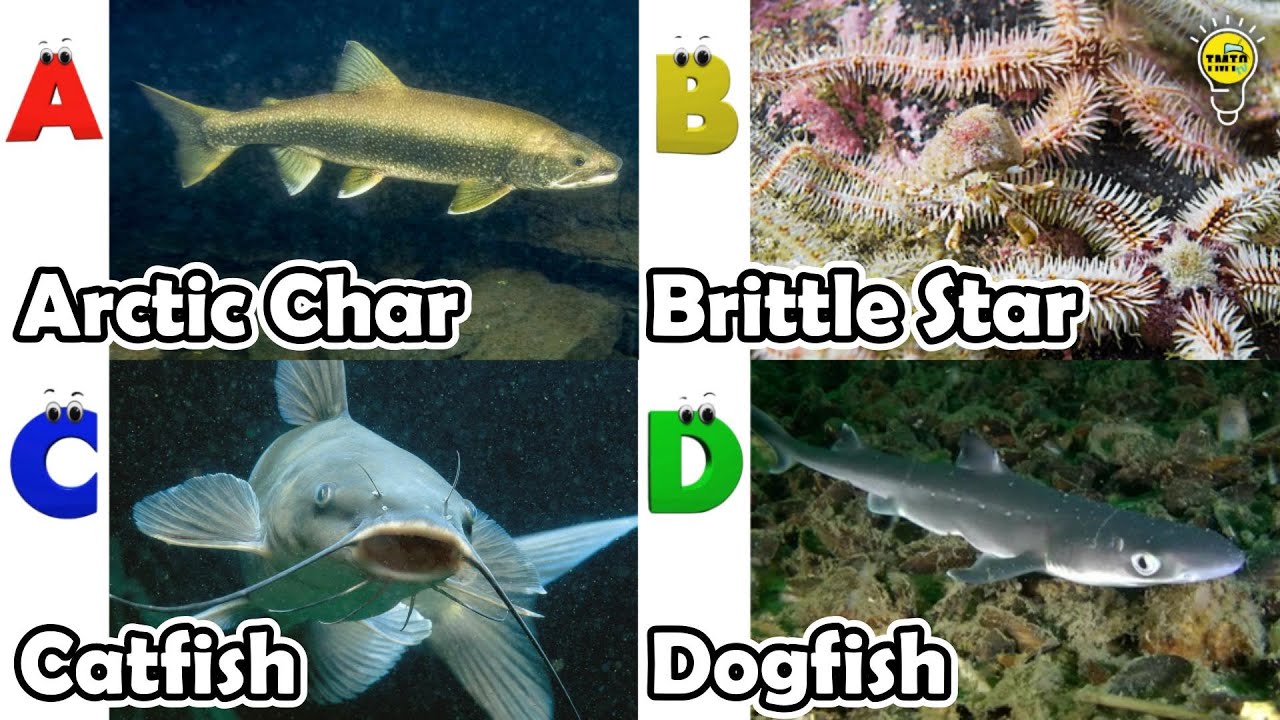 Cute ocean animals | ABC phonics animals | ABC Sea Animals song ...