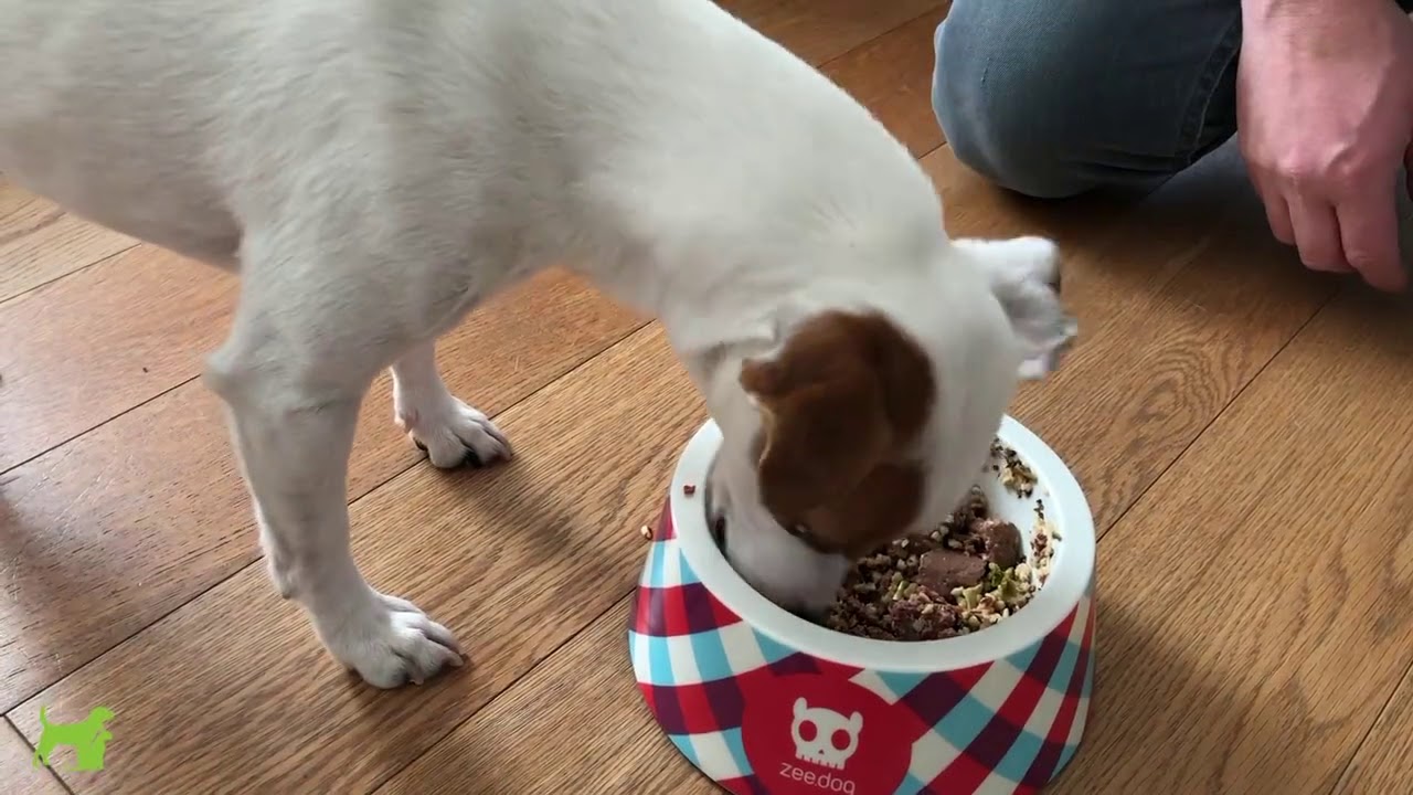 Idea pasto cane: fiocchi con verdure, frutta, miglio, erbe e carne ...