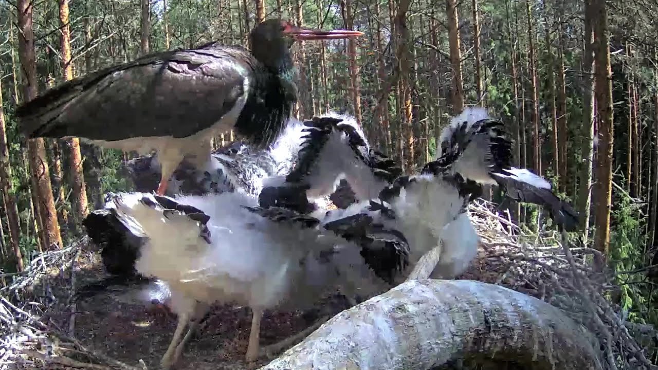 Must-toonekurg~Kaia brings lunch for the Kiddos~11:00 am 2023/07/09 ...