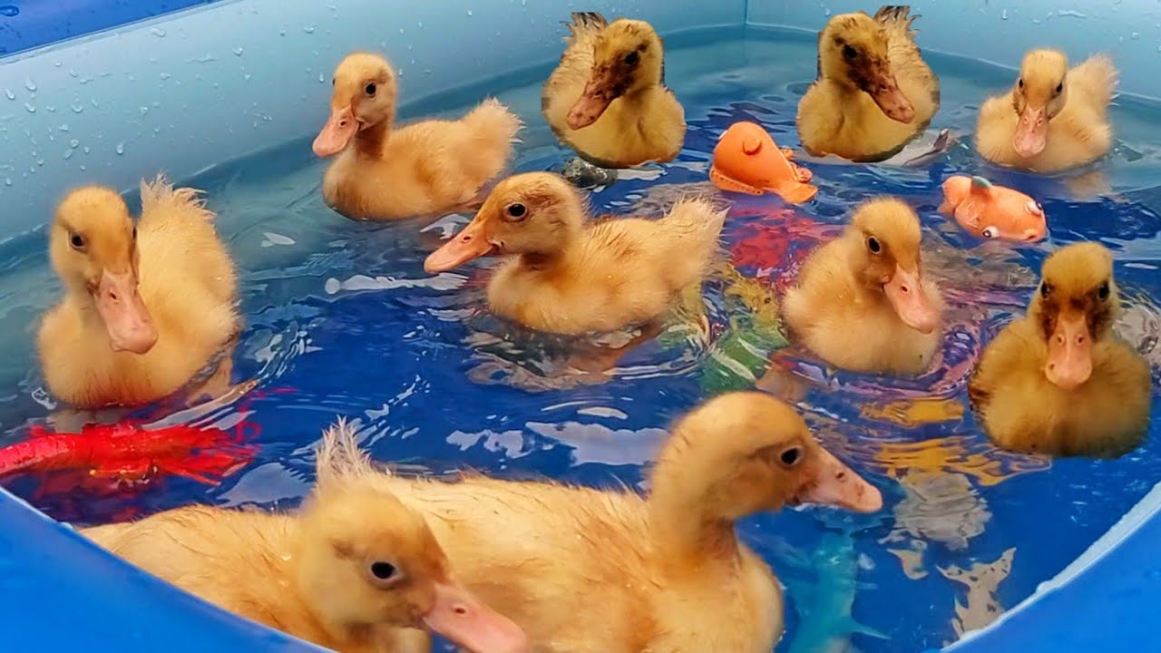 cute ducks jumping in a blue pond with lots of shrimp and crabs - YouTube