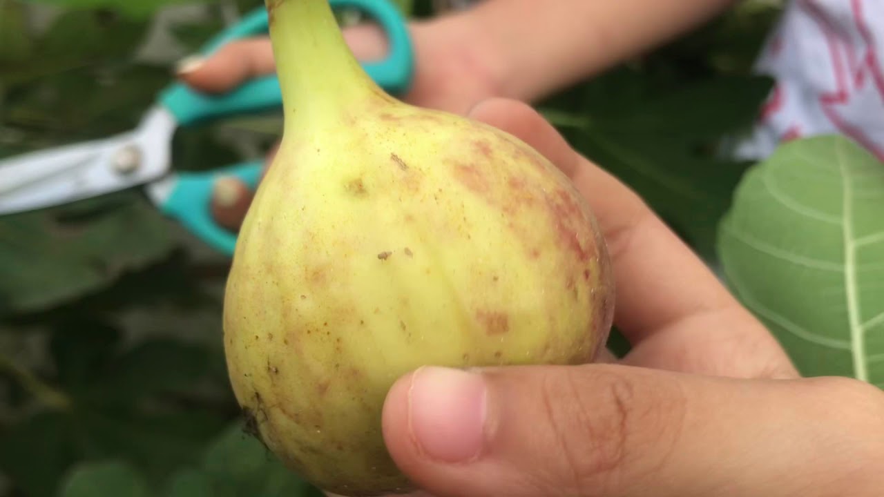 Harvesting Fig/Igos in Philippines - YouTube